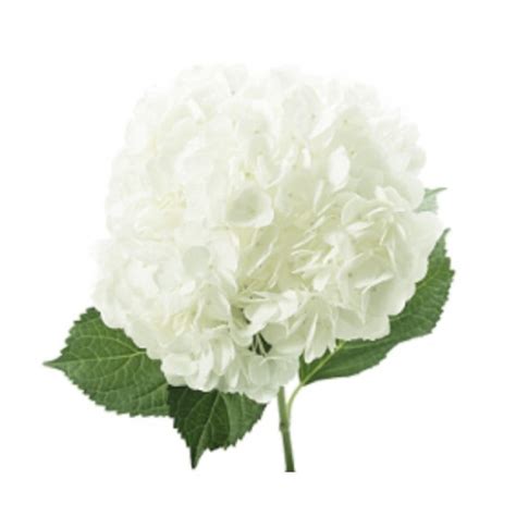 Hydrangea White Premium