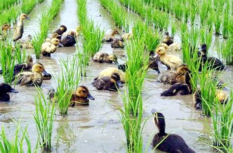 유기농시대 ① 병든 지구 살리는 미래산업인간 삶도 직결