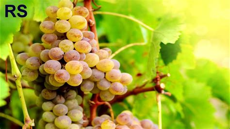 ქართული საქეიფო სიმღერები მოდის მაისი Qartuli Saqeifo Simgerebi Modis Maisi Youtube Music