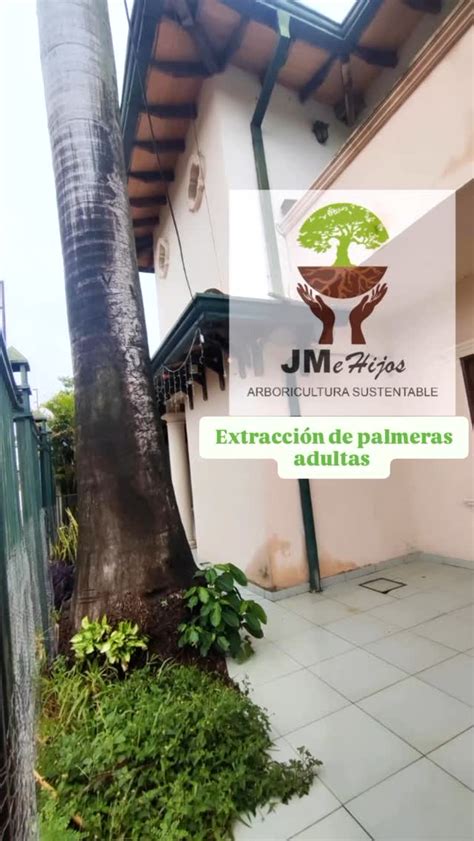 Poda De árboles Poda De árboles Paraguay By Jm E Hijos