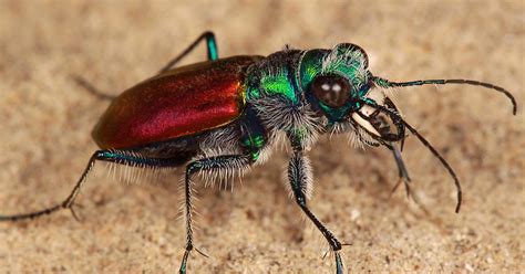 Real Monstrosities You Sexy Tiger Beetle