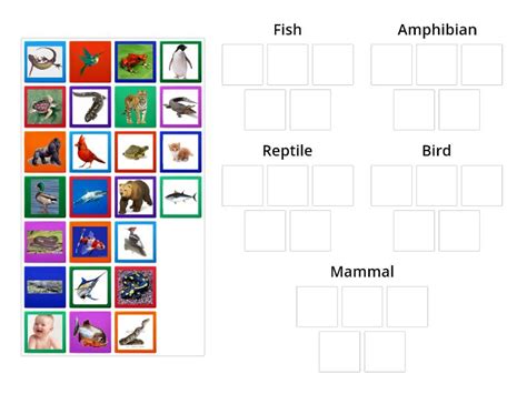 Animal Classification Game Group Sort