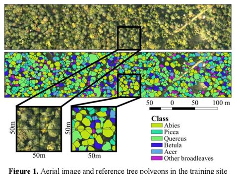 Figure 1 From Tree Species Mapping Of A Hemiboreal Mixed Forest Using