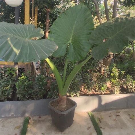 خرید و قیمت باباآدم بزرگ 180 سانتی مطابق تصویر آماده ارسال ترب