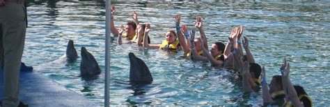 Cetacean Captivity And The Spaw Protocol The Caribbean Environment Programme Cep