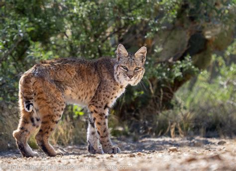 Bobcat Photo Blog Niebrugge Images
