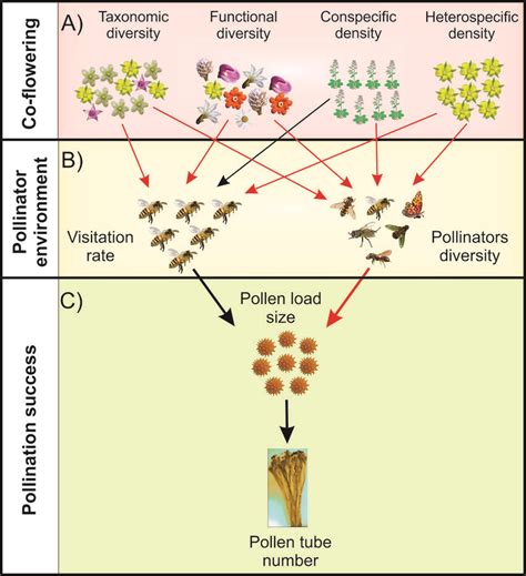 Causal Theoretic Framework For The Effects Of The Co Flowering