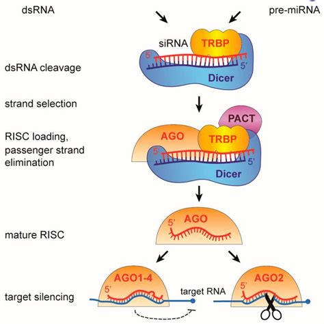 The Rna Interference Rnai Pathway In Mammals A Single Dicer Protein Download Scientific