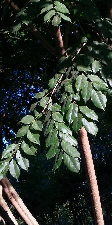 Pterocarpus Indicus Artofit