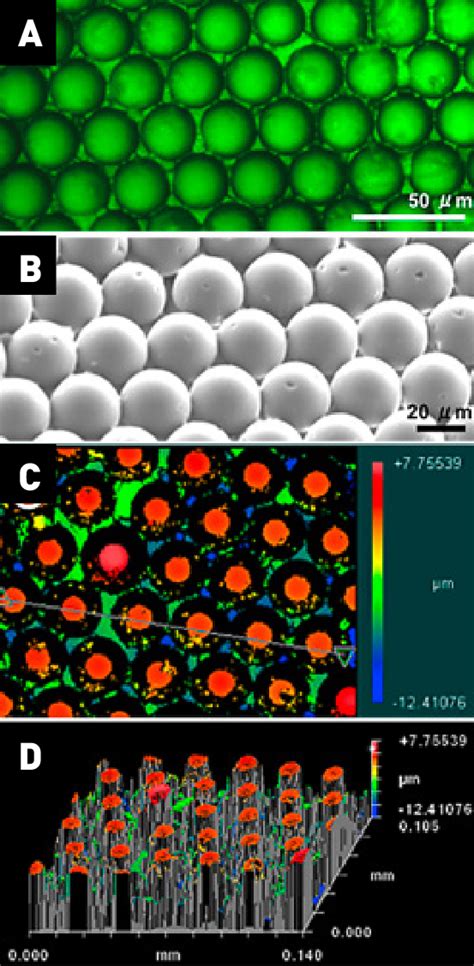 Biomimetic Structure Of The First Hierarchical Layer Developed By