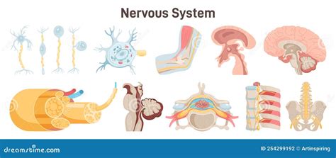 Human Nervous System Organs Set Parasympathetic And Sympathetic Vector Illustration