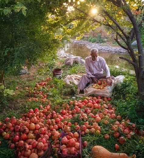 ქართული ბიბლიოთეკა ქართული ბიბლიოთეკა ფერეიდანში