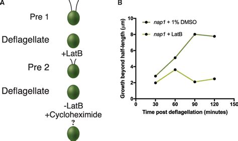 Flagellar Protein Synthesis Is Reduced When Actins Are Disrupted A Download Scientific