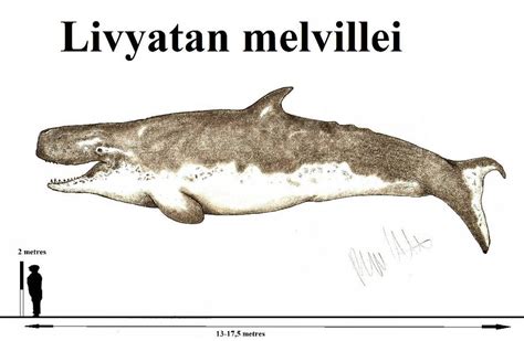 Leviathan Melvillei Teeth
