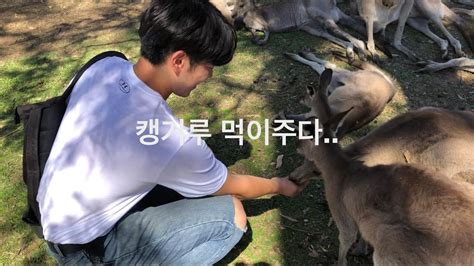 호주여행vlog 브리즈번 론파인 다녀오기 Youtube