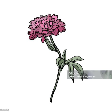 핑크 모란 식물 그림입니다 꽃 손으로 그린 스케치입니다 0명에 대한 스톡 벡터 아트 및 기타 이미지 0명 결혼식 고풍스런 Istock