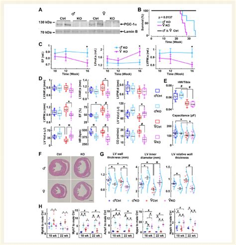 Pgc 1a Knockout Causes Sex Specific Gradual Cardiac Dilatation And Download Scientific Diagram