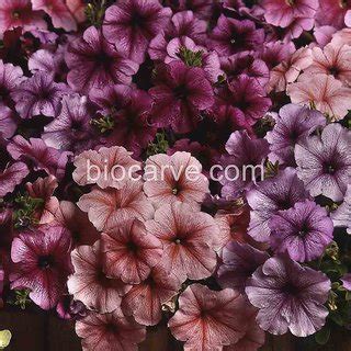 Buy Seeds Biocarve Panam Petunia F1 Daddy Mix 100 Online ₹155 From