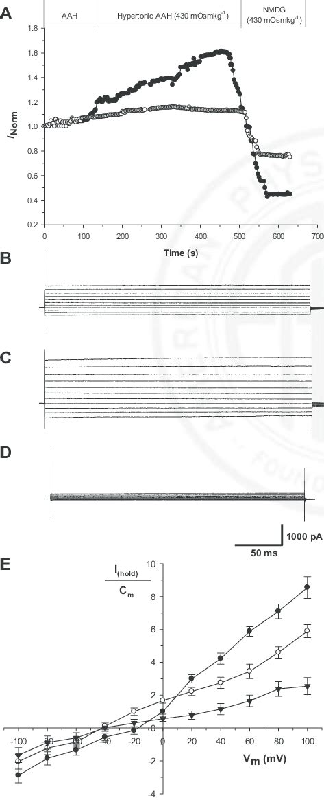 Activation Of A Nonspecific Cation Conductance By Hypertonic Challenge Download Scientific