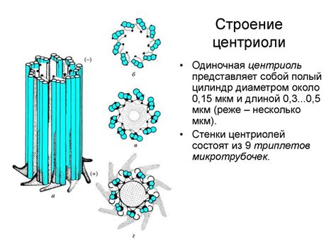 Немембранные органоиды - презентация онлайн