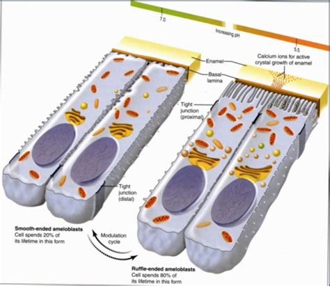 Biology And Physiology Of Enamel Mineralization Flashcards Quizlet