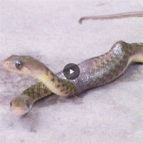 Shock A Two Headed Snake Believed To Be A Water Snake Has Appeared In