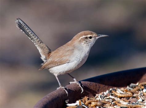 9 Wrens Youll See In Kansas