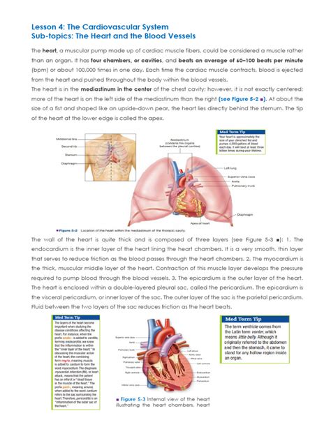 Heart Lecture Notes Download Free Pdf Heart Valve Artery