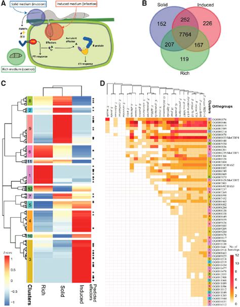 Transcriptomes Of Pyricularia Oryzae Mz5 1 6 In Three Cultural Media Download Scientific