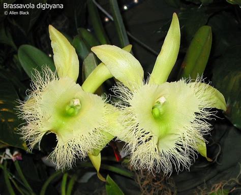 Rhyncholaelia Digbyana Synonym Brassavola Digbyana A Hot To Warm