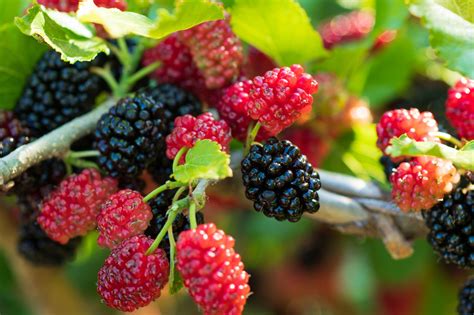 Real Food Encyclopedia Mulberries Foodprint