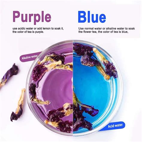 Butterfly Pea Flower The Benefits Of This Magical Blue Tea 4 Recipes