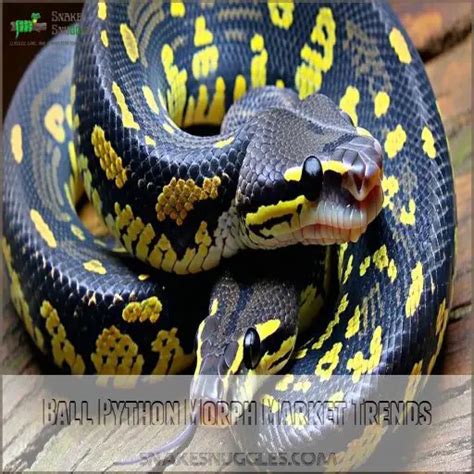 Ball Python Morph Market Breeders Trends Care And Top Morphs