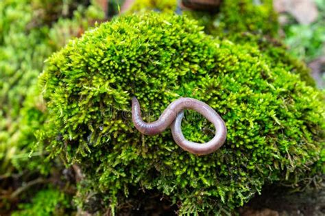 A Worm On Green Coloured Moss Stock Image Image Of Burrowing Farm 352482063