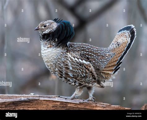 Male Ruffed Grouse Noise