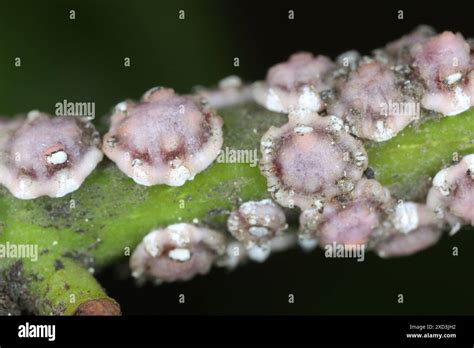 Fig Wax Scale Ceroplastes Rusci On Bay Laurel Laurus Nobilis Shrub