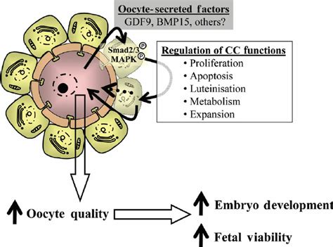 OSF Regulation Of CC Function And Oocyte Quality Model Depicting