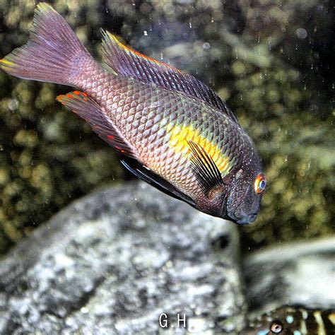 Tropheus Kalamboisanga Tanganjika Cichliden Forum