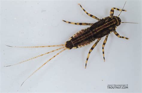 Identification Key To Families Of Mayfly Nymphs