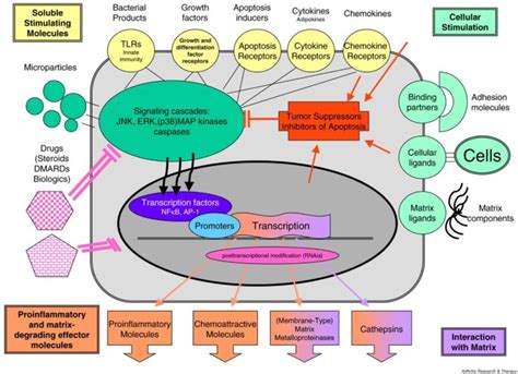 Cells Of The Synovium In Rheumatoid Arthritis Synovial Fibroblasts Arthritis Research