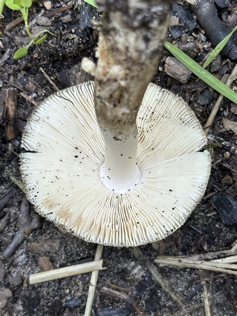 Minnesota Seasons Grisette Amanita Vaginata