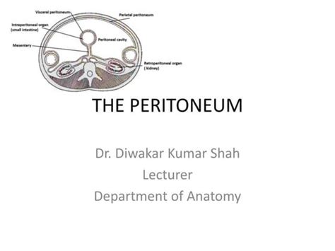 Omentum Anatomy Pathological Conditions And Surgical Importance Pptx