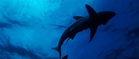 300 Million Year Old ‘godzilla Shark Species Given Official Name By