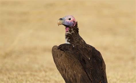 Scavenger Bird Facts Archives Critter Science