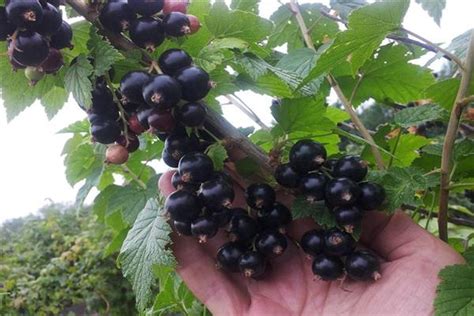 Смородина Дар Смольяниновой: ТОП отзывы, описание, посадка сорта