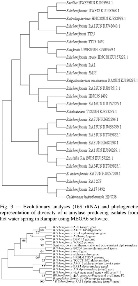 Evolutionary Analyses And Phylogenetic Representation Of B Download Scientific Diagram