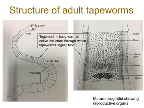 Tapeworms Flashcards Quizlet