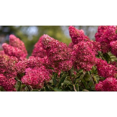 Berry White Hydrangea Spring Hill Nurseries 40 Off