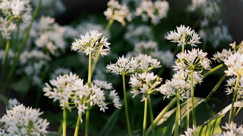 Health Benefits Of Wild Garlic Vogue