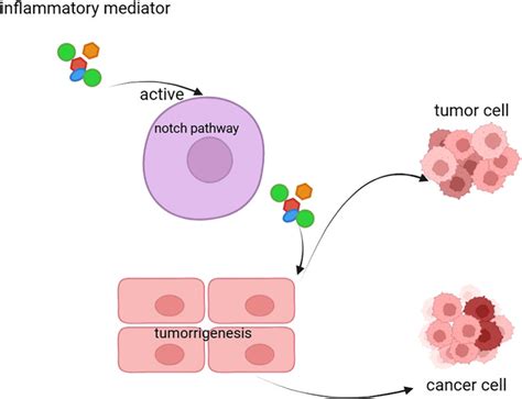 The Role Of Notch Signaling Pathway And Non Coding Rnas In Cancer And Inflammation Progress